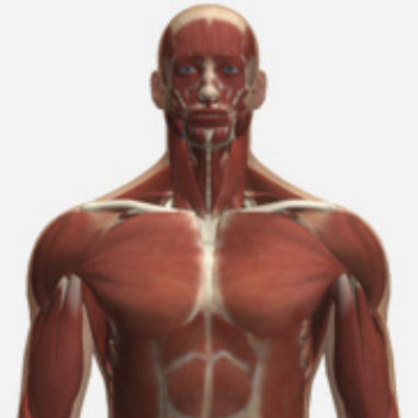 Radiography simulation module - SIMTICS - anatomy / upper body / web-based