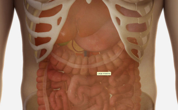 Ultrasound imaging simulation module - Basic - SIMTICS - anatomy / web ...