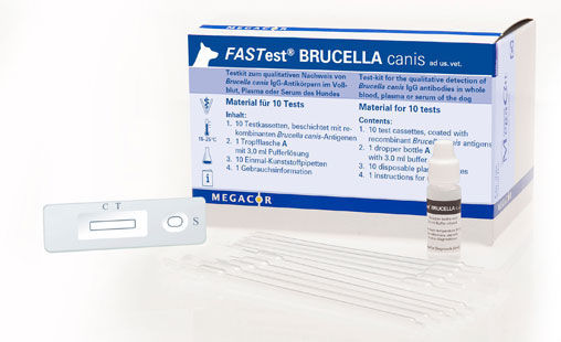 Brucellosis rapid test - FASTest® BRUCELLA - MEGACOR Diagnostik - for ...