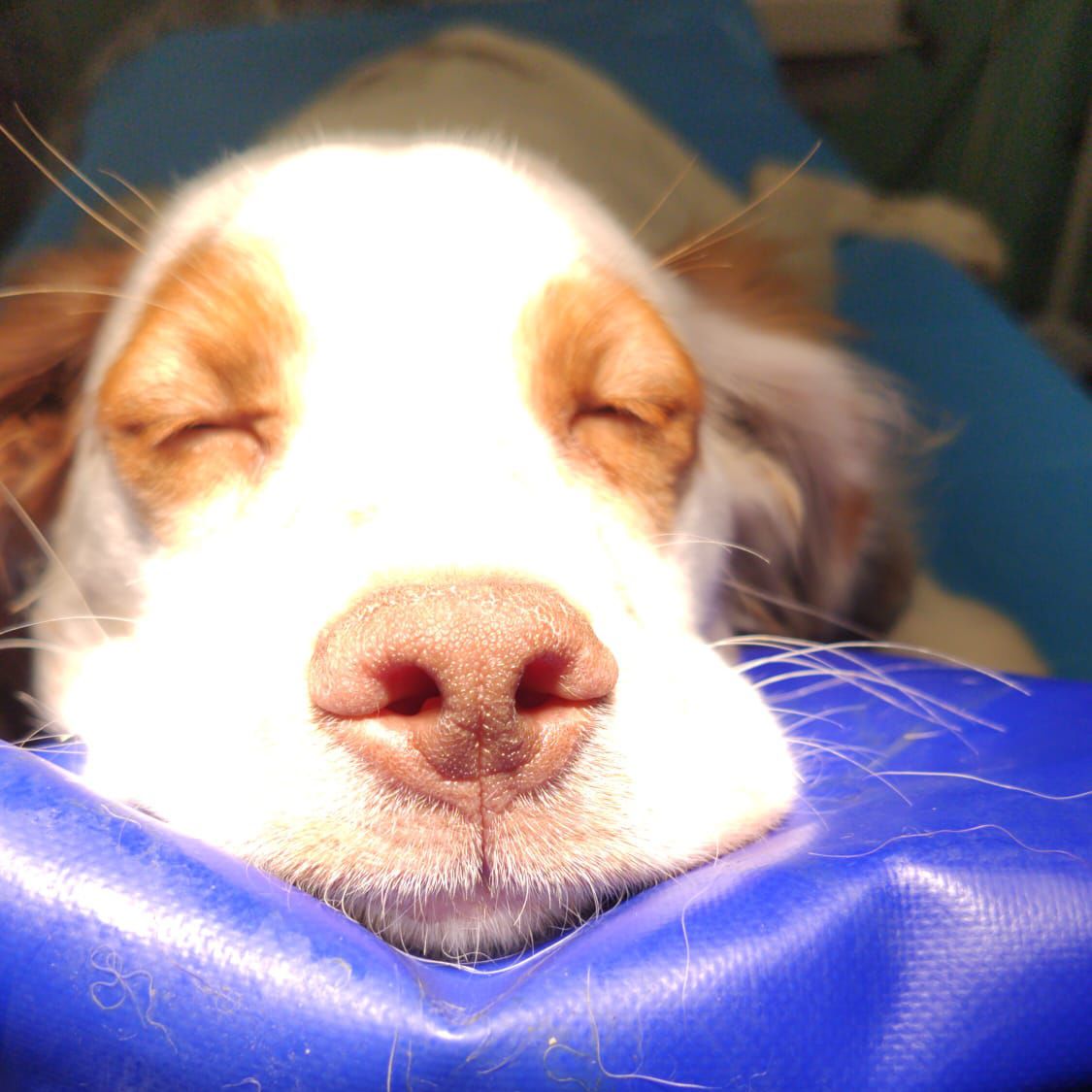 Positioning cushion - Vetbot - surgical / veterinary / foam