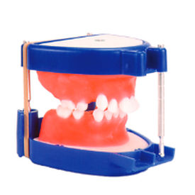 Denture model - Wax Typodonts - TP Orthodontics - for orthodontics ...