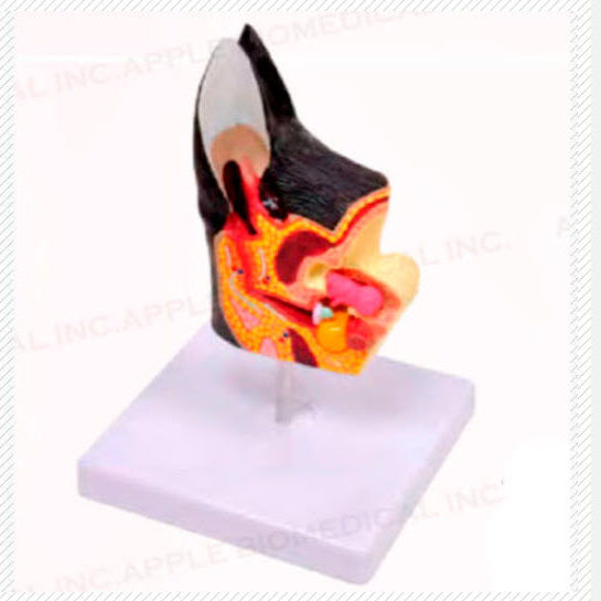 Ear model - A584 - Apple Biomedical - veterinary / for teaching / canine