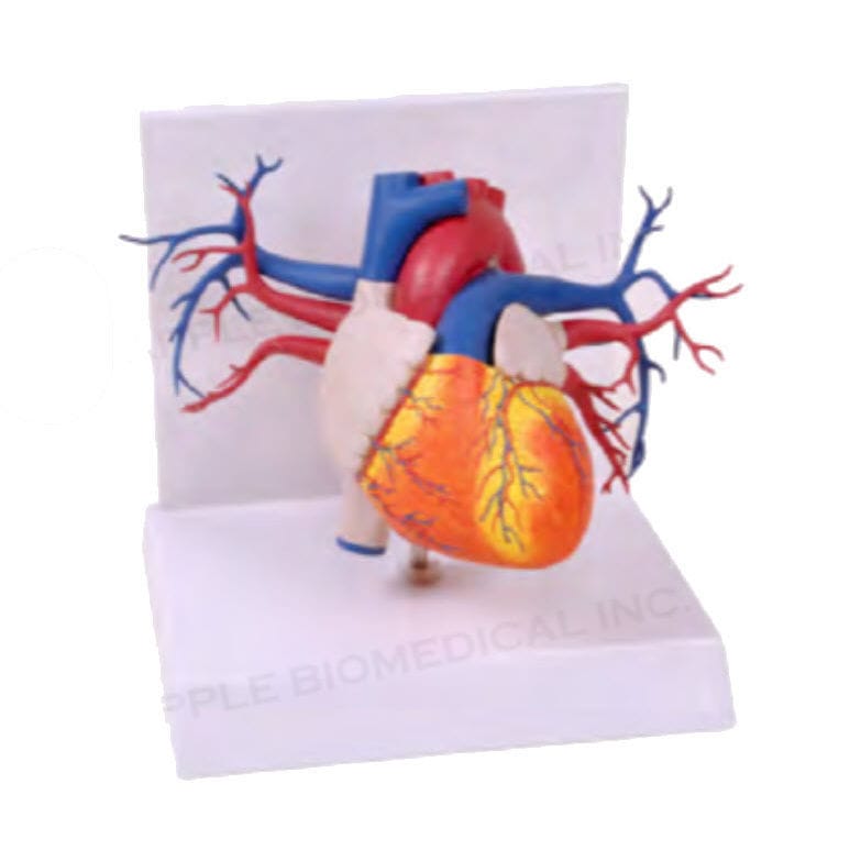 Heart model - A574 - Apple Biomedical - artery / mitral valve ...