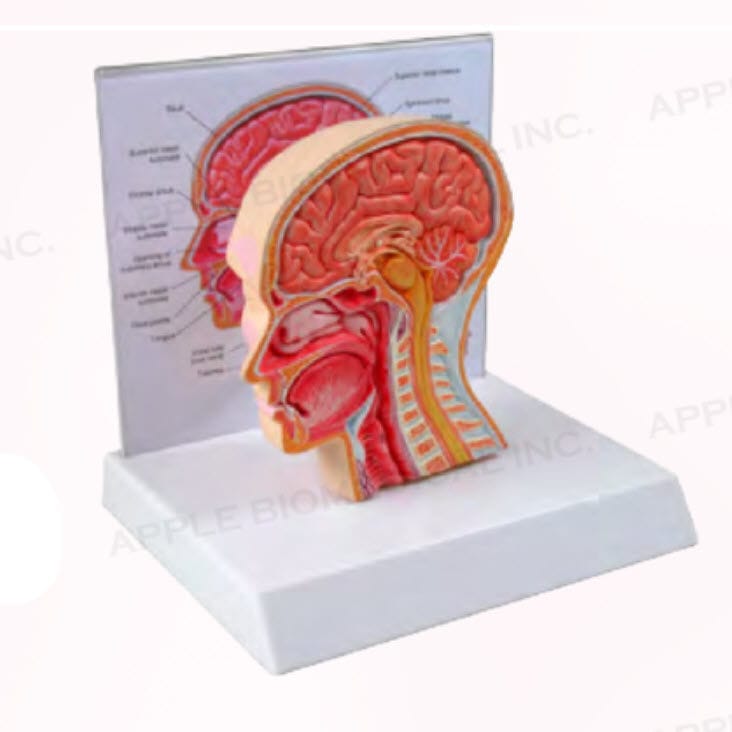 Sinus model - A190 - Apple Biomedical - head / respiratory tract / for ...