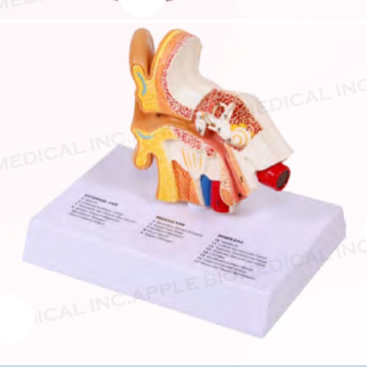 Ear model - A159 - Apple Biomedical - cochlea / ear canal / for ENT care