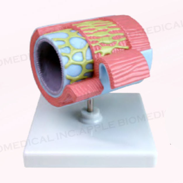 Colon model - A228 - Apple Biomedical - for teaching / pink