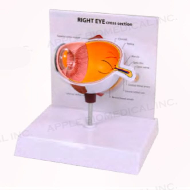 Eye anatomical model - A260-B10 - Apple Biomedical - ophthalmic care ...