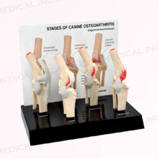 Canine anatomical model - A551-B11 - Apple Biomedical - joint / knee / patella