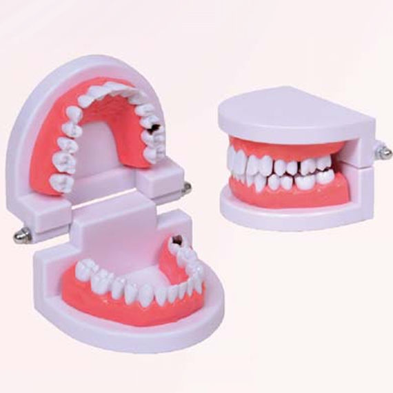Mouth anatomical model - A653 - Apple Biomedical - teeth / dental / dental