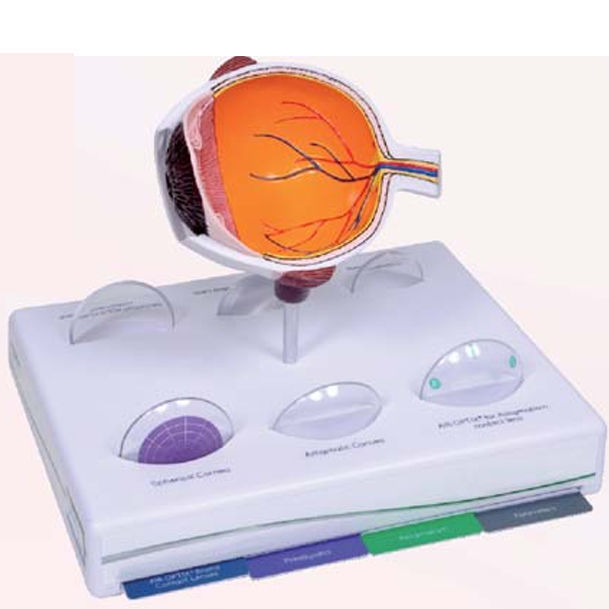 Eye model - A614 - Apple Biomedical - ophthalmic care / for ...