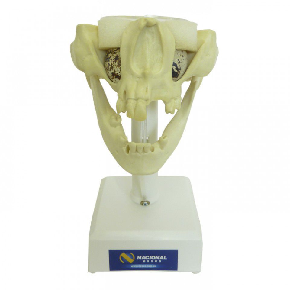 Bone model - 4022 - Nacional Ossos - mandible / maxilla / sinus