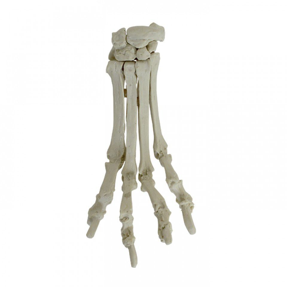 Metacarpal anatomical model - AV330 - Nacional Ossos - surgical ...