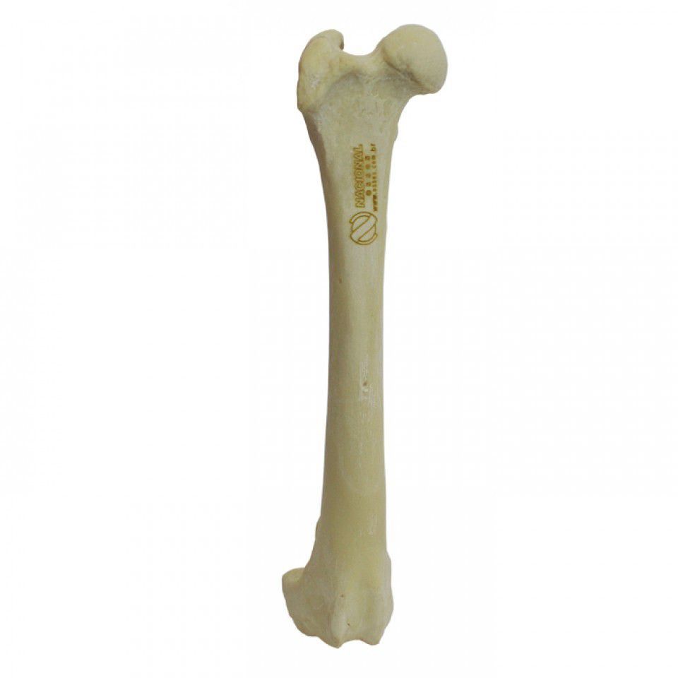 Femur anatomical model - AV202 D - Nacional Ossos - training / canine