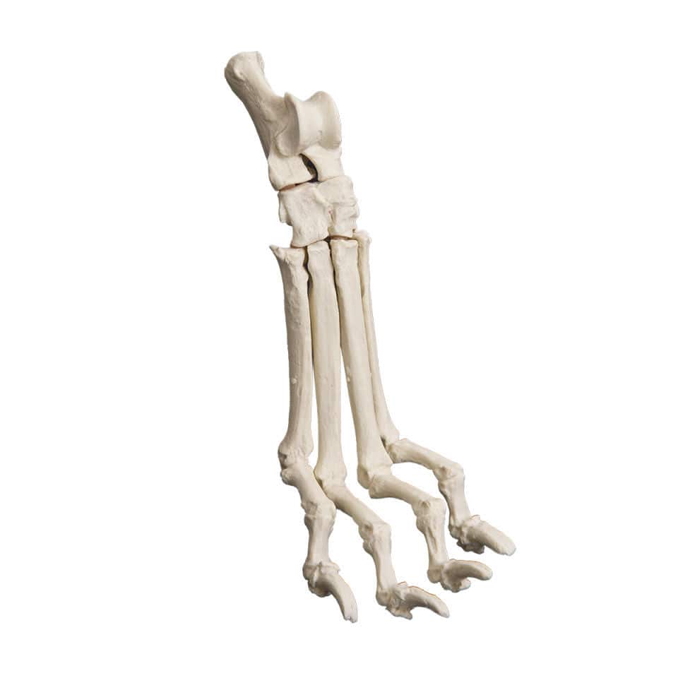Tarsal joint anatomical model - AV270 - Nacional Ossos - surgical ...