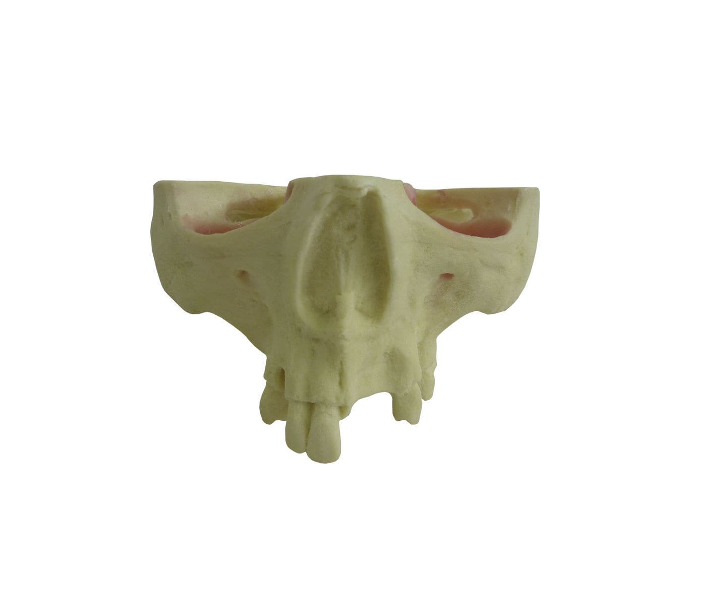Maxilla anatomical model - 4015T - Nacional Ossos - sinus / teeth ...