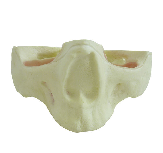 Maxilla anatomical model - 4017T - Nacional Ossos - sinus / surgical ...