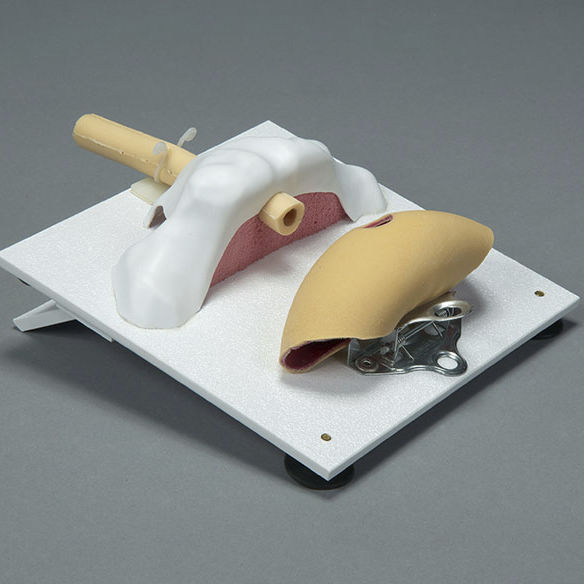 Model holder - Vesico-Urethral - LifeLike BioTissue Inc.