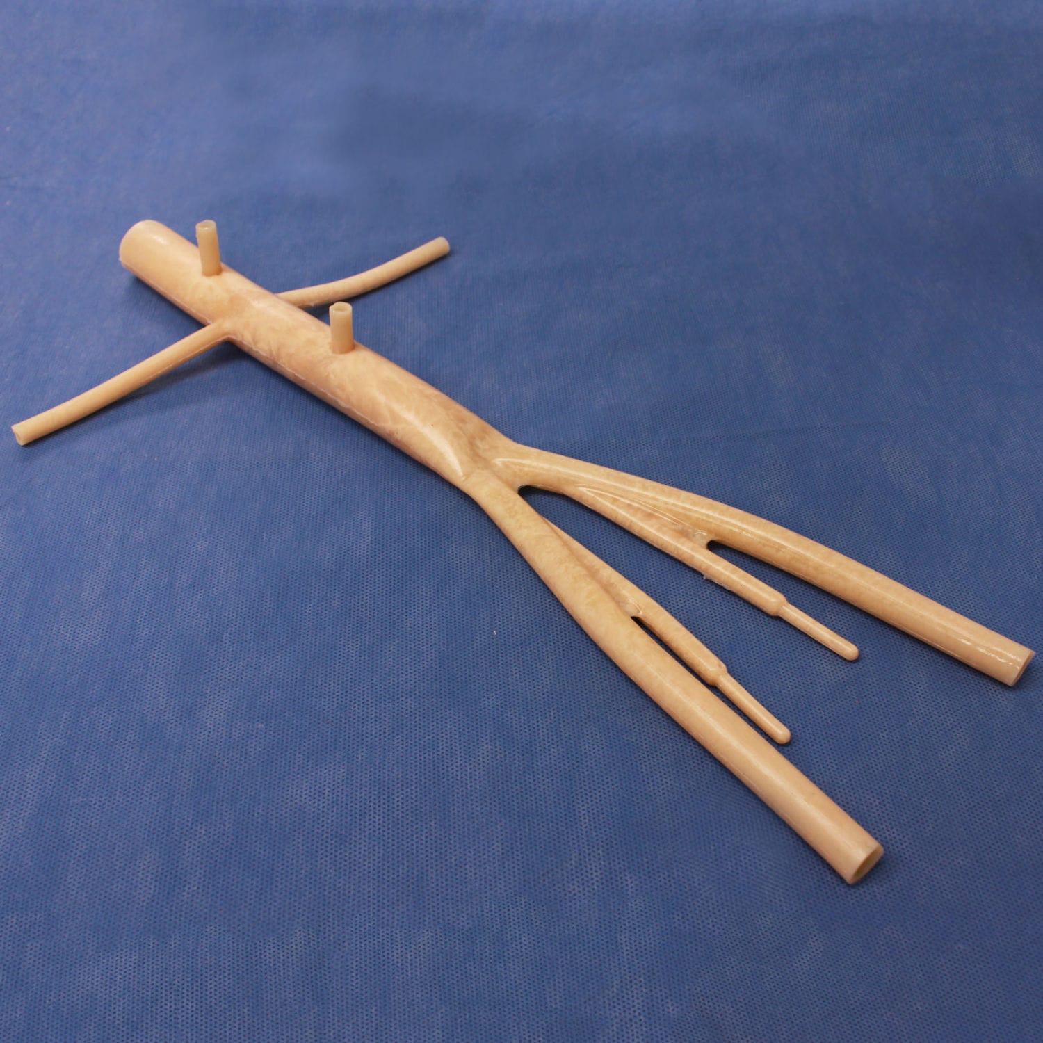 Vena cava vascular model - Vena Cava - LifeLike BioTissue Inc ...