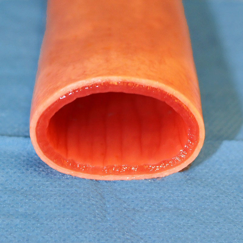 Bowel anatomical model - 03 series - LifeLike BioTissue Inc. - surgery ...