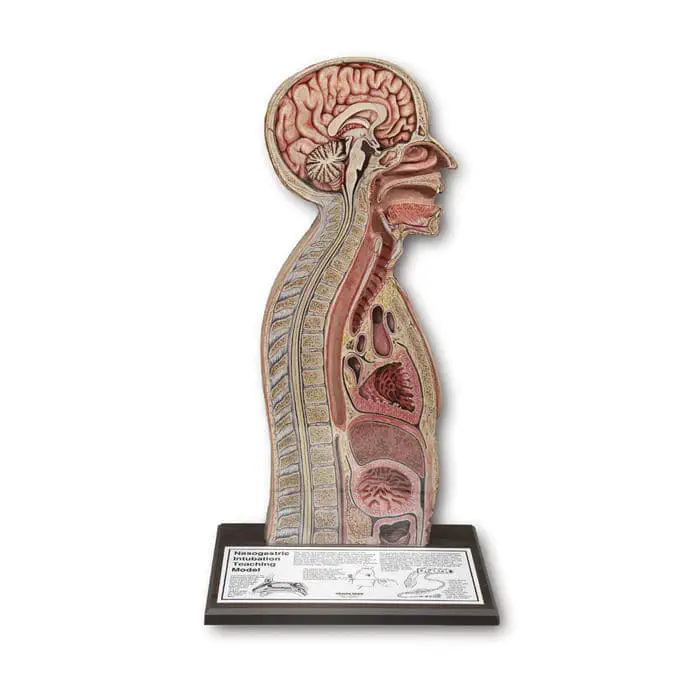 Kit Sonda Nasogastrica Equinos Buying Store | www.pinnaxis.com