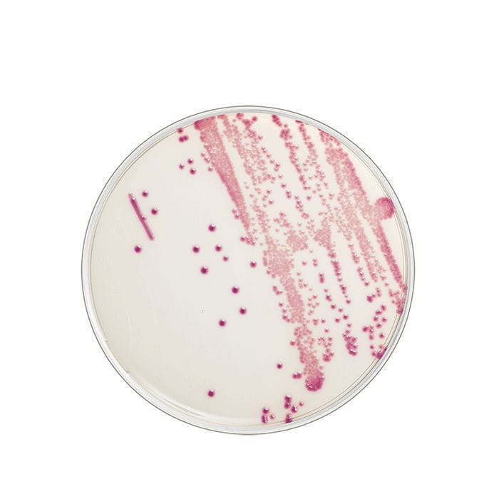 Enterobacter Aerogenes On Macconkey Agar