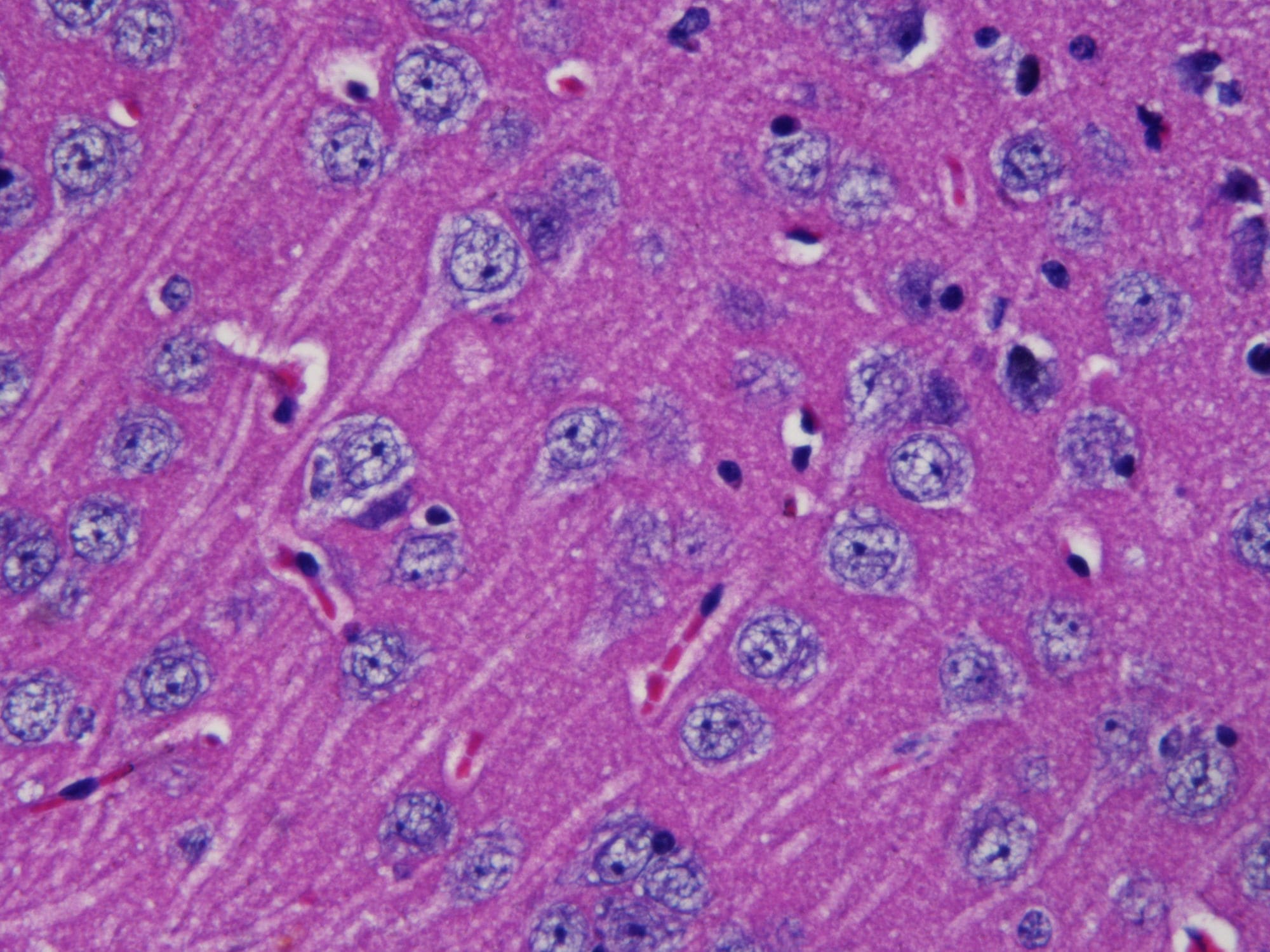 Harris hematoxylin reagent kit - KH07003 - Bioquochem - staining solution / for research / for ...