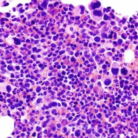 Stain reagent kit - KH07004 - Bioquochem - for research / for histology