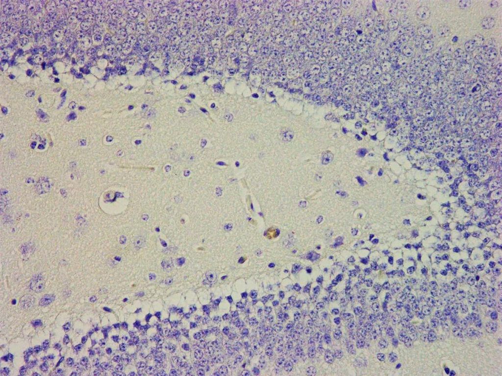 Hématoxyline de Mayer reagent kit - KH07004 - Bioquochem - for research ...