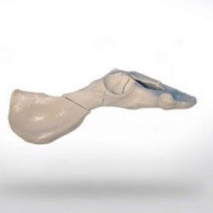 Pelvis model - 0842.05 - SYNBONE AG - surgery / veterinary / for teaching