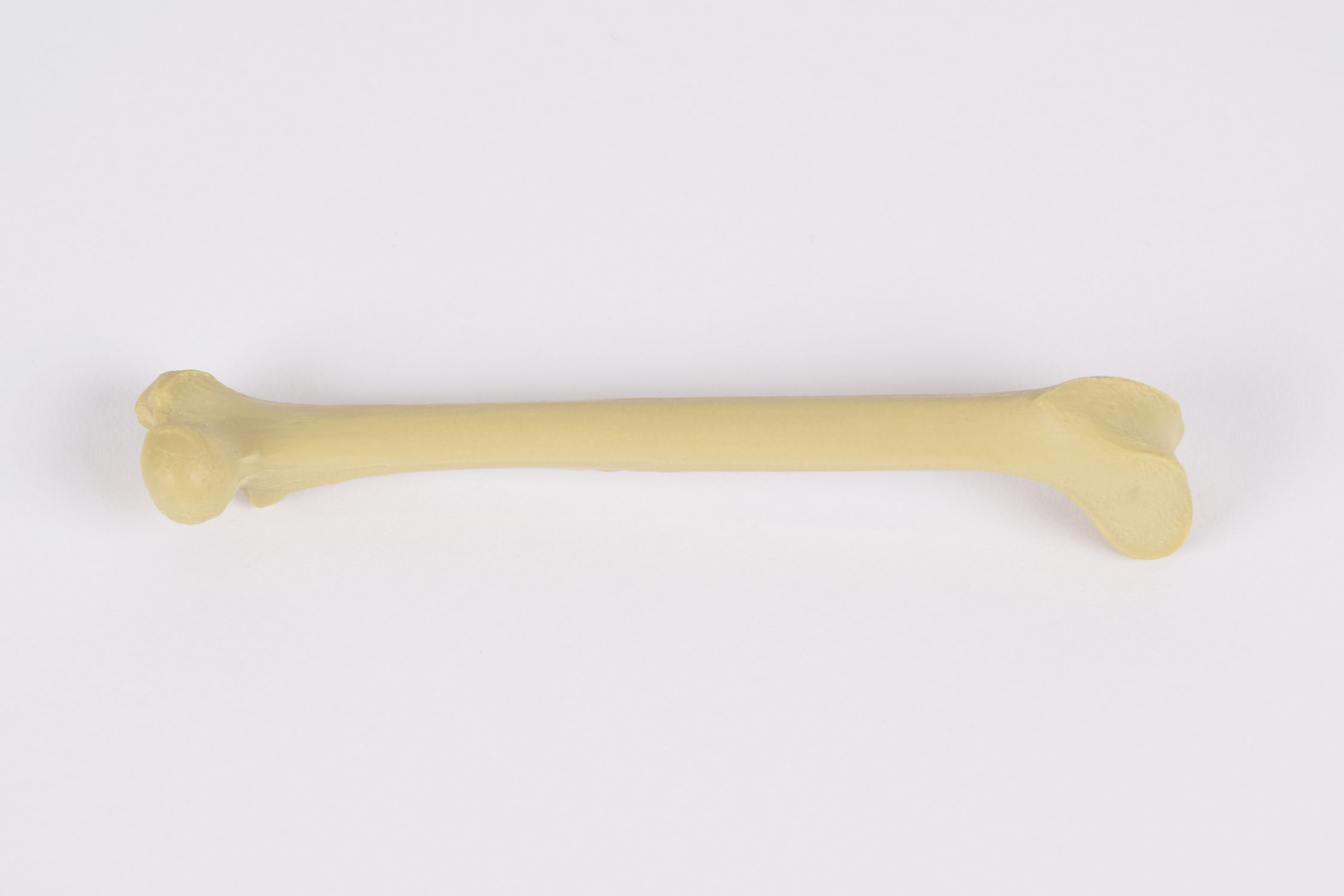 Femur anatomical model - 0922.00 - SYNBONE AG - surgery / veterinary / for teaching
