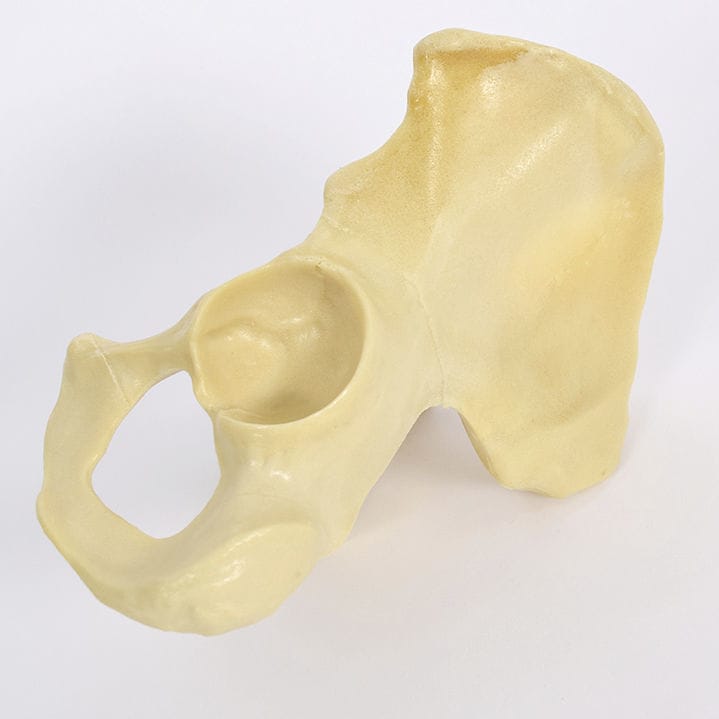 Hemi-pelvis anatomical model - 4020 - SYNBONE AG - joint / hip / surgery
