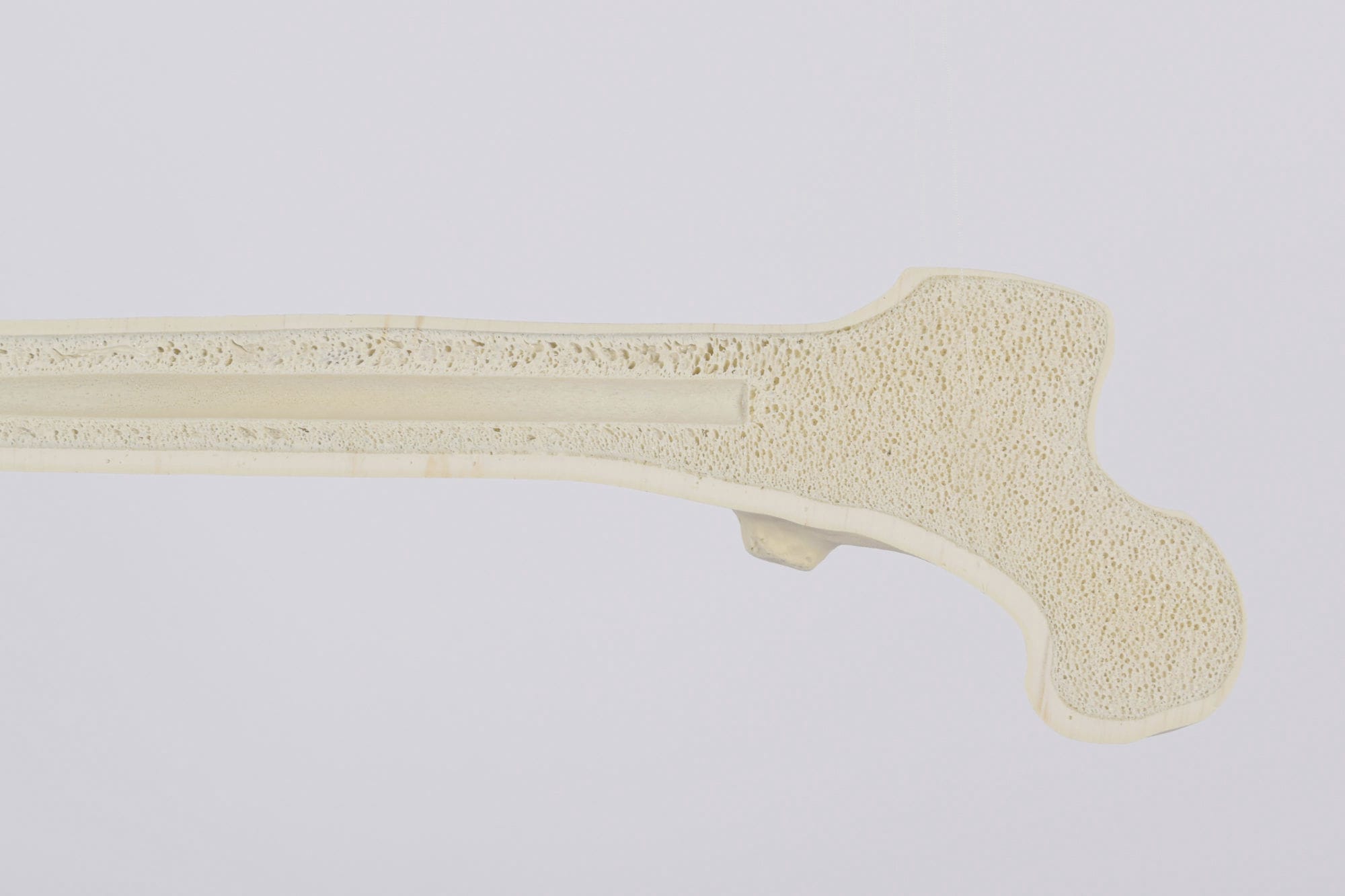 Cancellous bone model - SYNBONE AG - bone / joint / orthopedic surgery