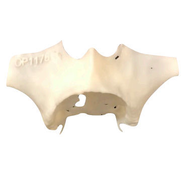 Maxilla anatomical model - 3D-102 - Selmodels SL