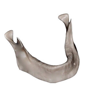 Bone model - DM – 201 - Selmodels SL - mandible / for implantology