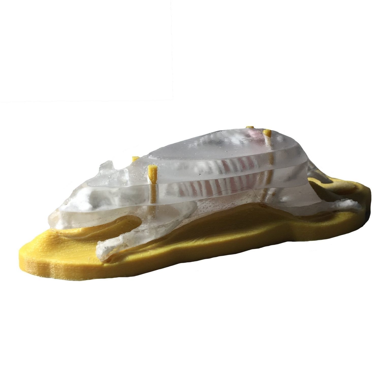 CT Scan veterinary test phantom - RT-C02 - True Phantom Solutions - X ...