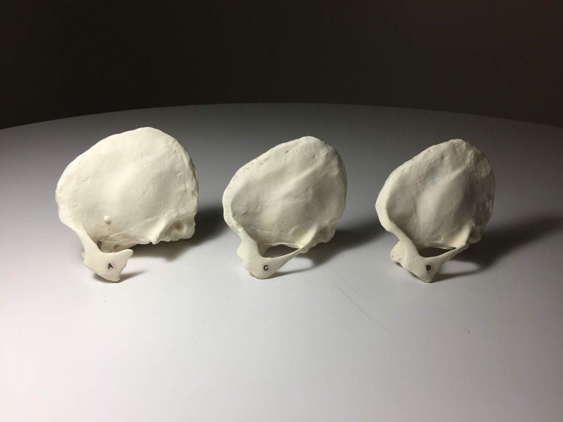 Ultrasound imaging test phantom - TW-C01 - True Phantom Solutions - for ...