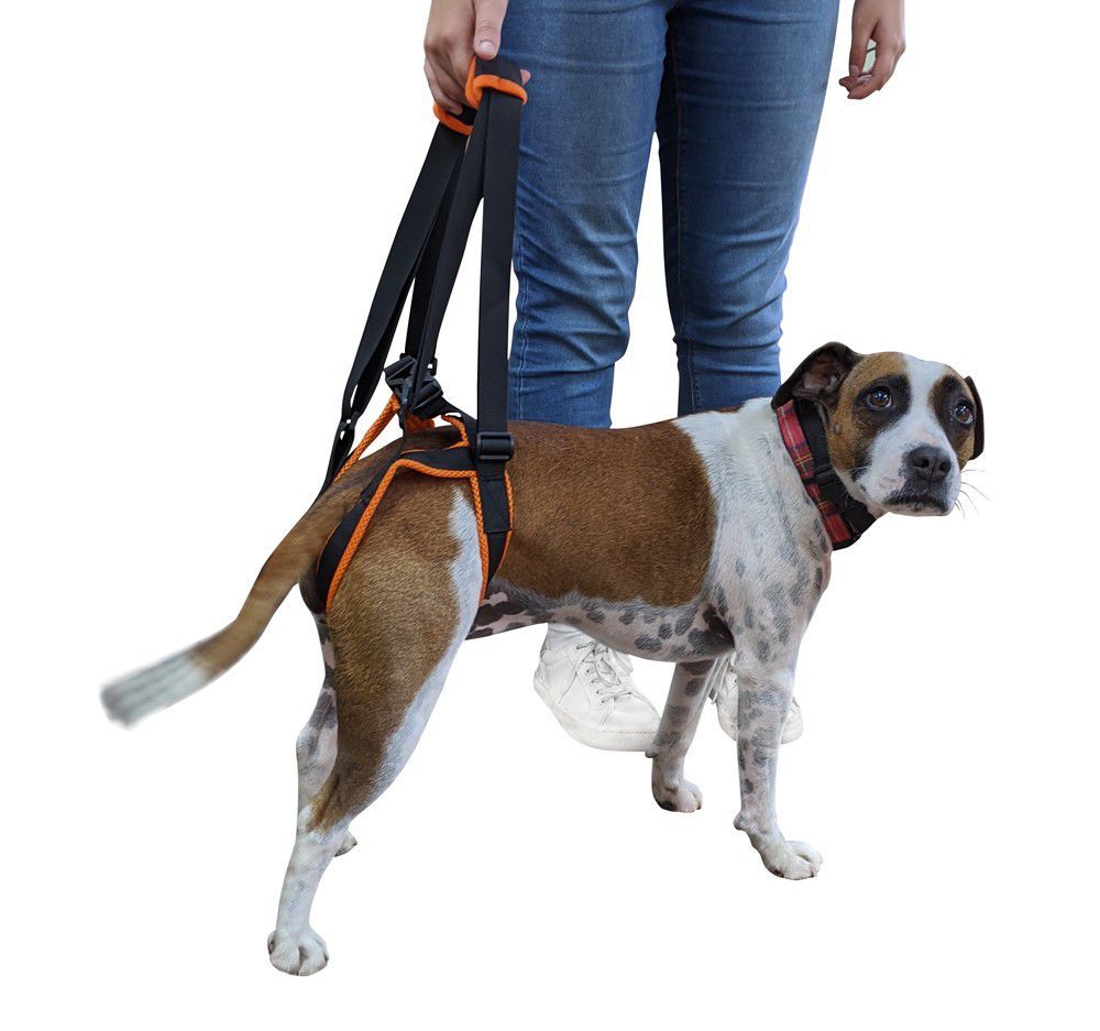 Walking harness - K9 - Westcoast Hydrotherapy - veterinary / for dogs