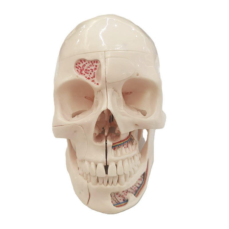 Skull model - JG-T1 - FOSHAN JINGLE MEDICAL EQUIPMENT CO., LTD - teeth ...