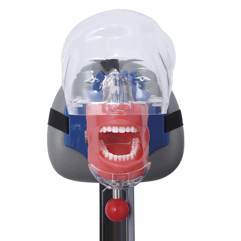 Dental training manikin - JG-C6-3 - FOSHAN JINGLE MEDICAL EQUIPMENT CO ...