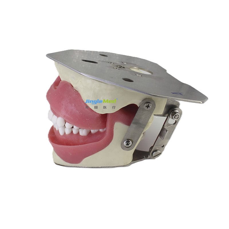 Oral anatomical model - JG-C11 - FOSHAN JINGLE MEDICAL EQUIPMENT CO ...