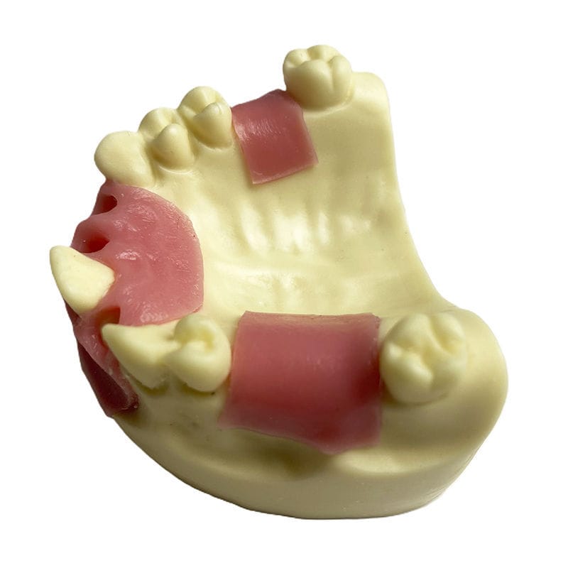 Dental model - JG-Y32 - FOSHAN JINGLE MEDICAL EQUIPMENT CO., LTD - bone ...