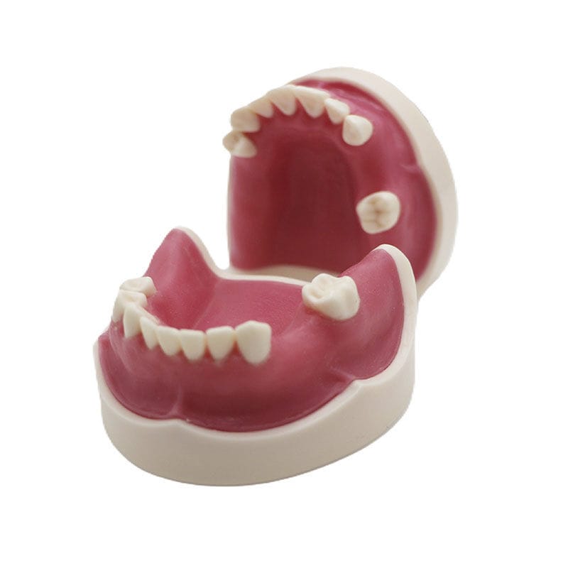 Mouth anatomical model - JG-Y26 - FOSHAN JINGLE MEDICAL EQUIPMENT CO ...