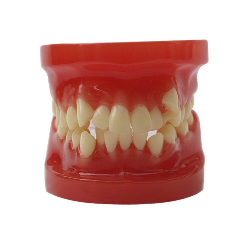 Denture typodont - JG-Y10 - FOSHAN JINGLE MEDICAL EQUIPMENT CO., LTD ...