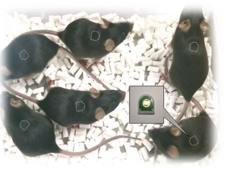 Animal research activity monitor - 56747 - Stoelting Europe