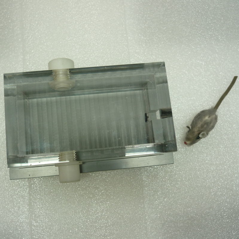 Veterinary anesthesia induction chamber - PS-0351-SIK - Rothacher ...