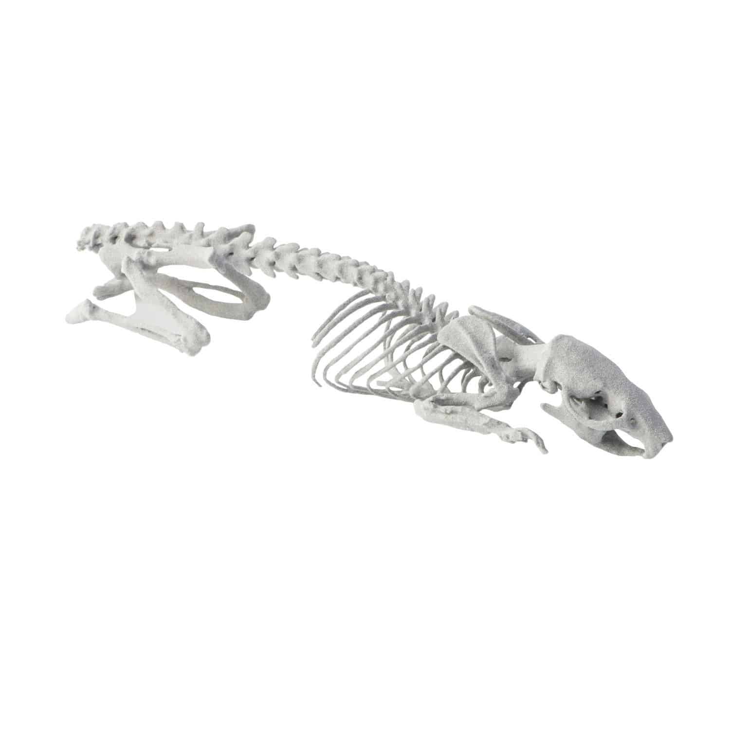 CT Scan veterinary test phantom - RPOXI - Somni Scientific - X-ray