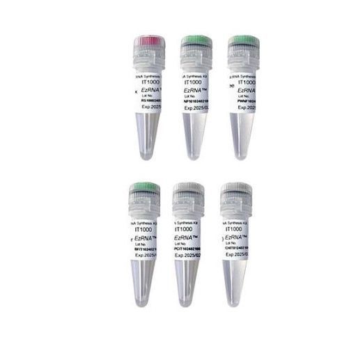 Enzyme reagent kit - EzRNA™ T7 - SMOBIO Technology, Inc. - in vitro ...