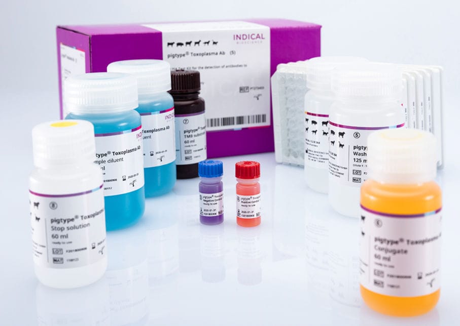 Infectious disease test kit - pigtype - INDICAL BIOSCIENCE - for cattle ...