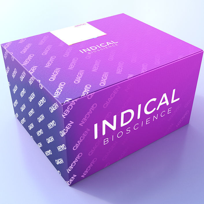 Horse test kit - CD285023 - INDICAL BIOSCIENCE - Taylorella ...