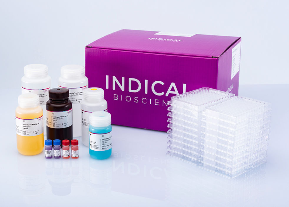 Respiratory disease test kit - cattletype - INDICAL BIOSCIENCE - for ...